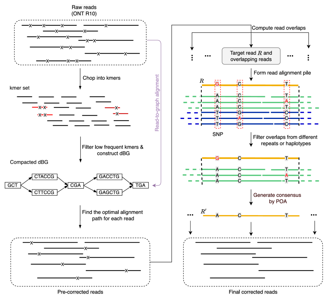 Commun. Biol. | 湖南大学罗宵团队开发针对Nanopore R10 simplex 测序纠错工具 - 智源社区