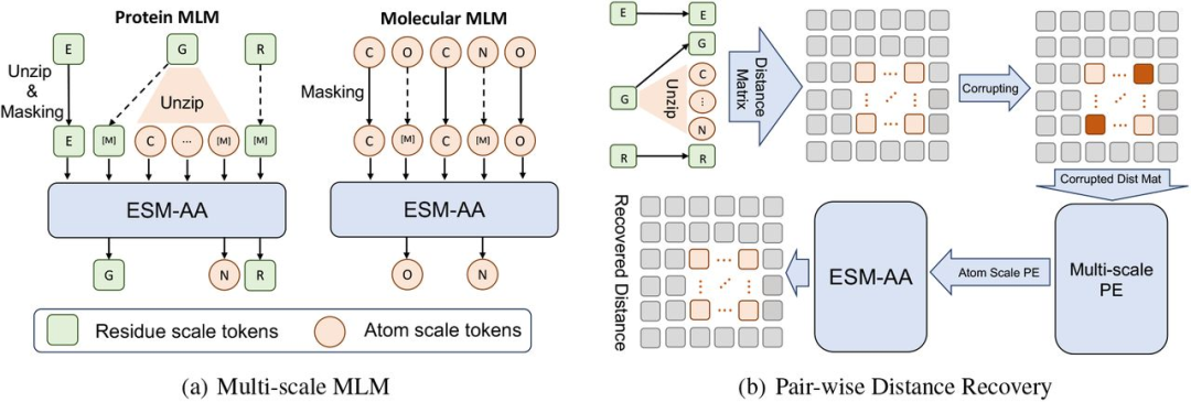 入选顶会ICML，清华AIR等联合发布蛋白质语言模型ESM-AA，超越传统SOTA - 智源社区