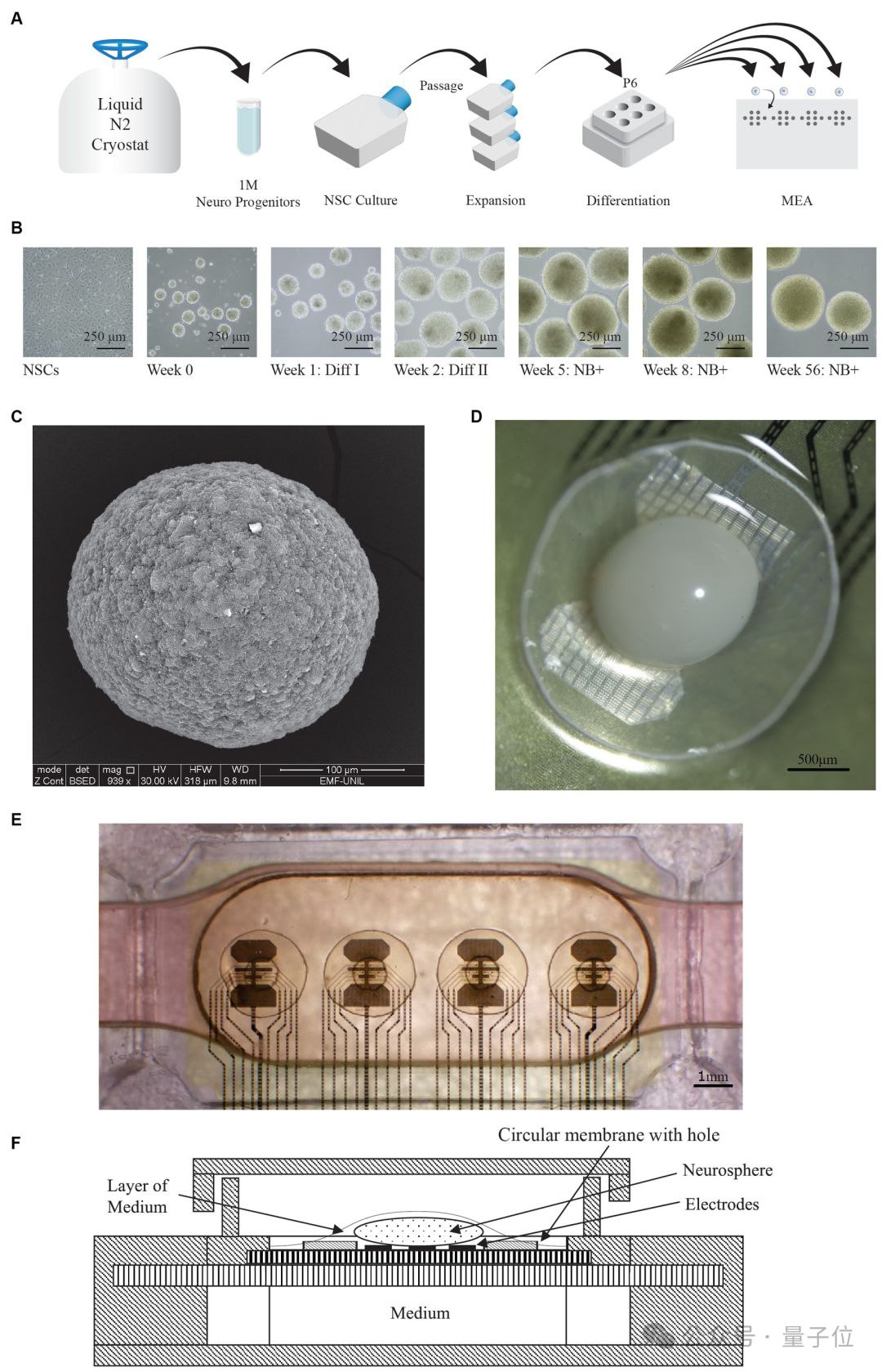 活体脑细胞做成16核芯片，用Python就能编程，9个机构开展实验36所大学排队 - 智源社区