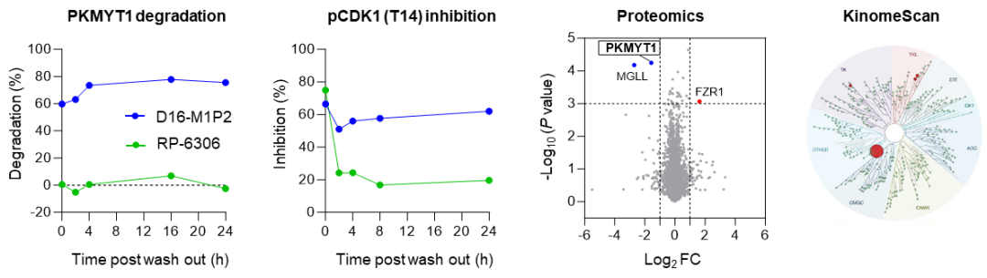 Nat. Commun. | 英矽智能AI赋能研发的双效PKMYT1 PROTAC - 智源社区