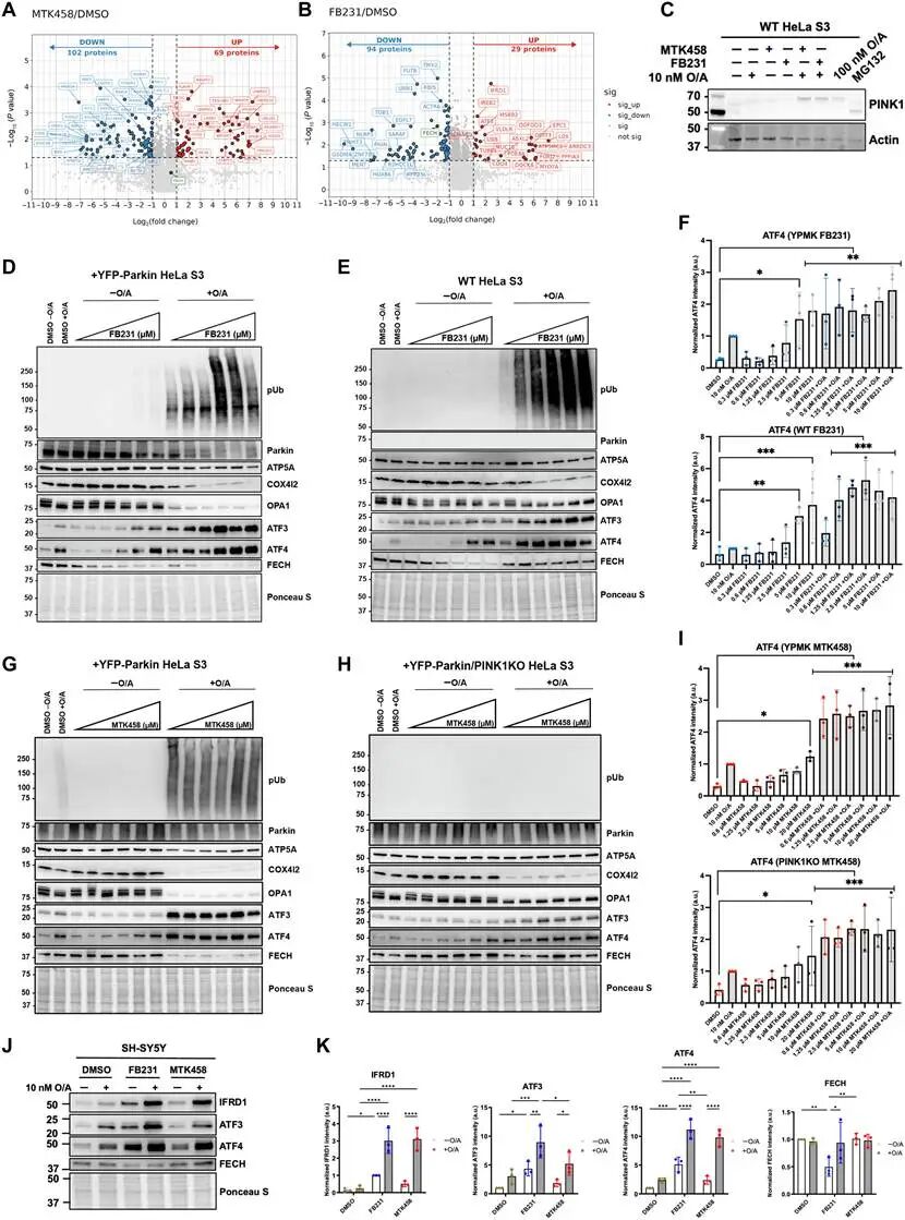 Sci. Adv.丨蛋白质组学揭示PINK1/Parkin激活剂具有被忽视的线粒体毒性 - 智源社区