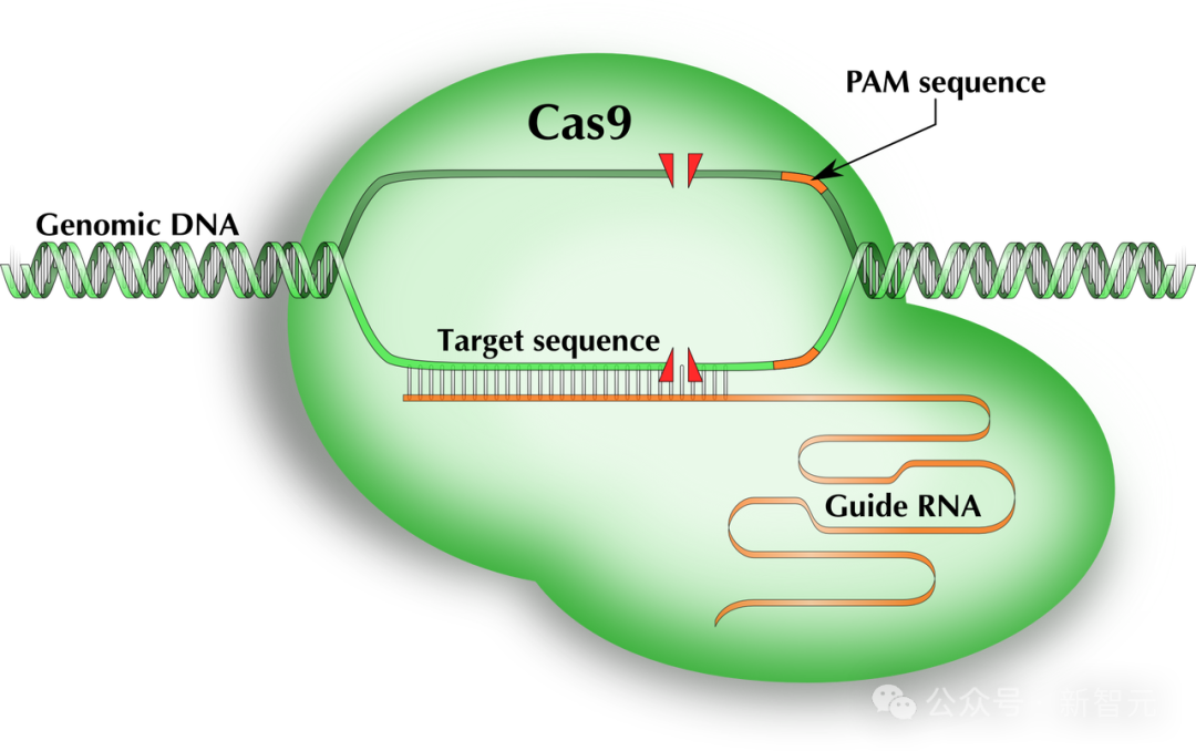 AI成功改写人类DNA，全球首个基因编辑器震撼开源！近5倍蛋白质宇宙LLM全生成 - 智源社区