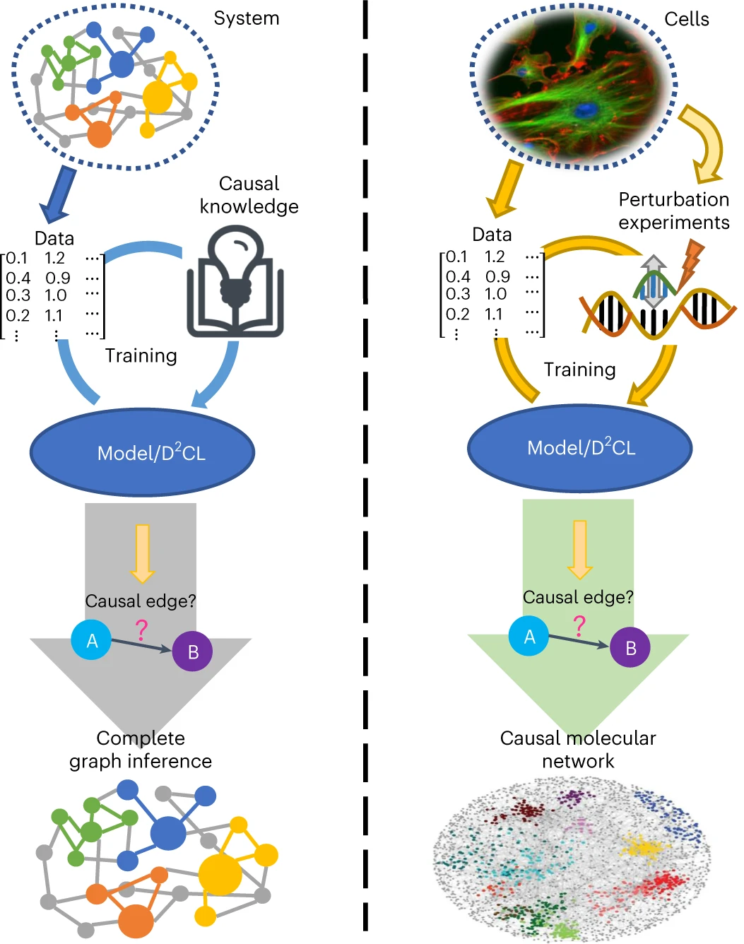 Nat. Mach. Intell.速递：基于深度学习的高维数据因果结构学习 - 智源社区