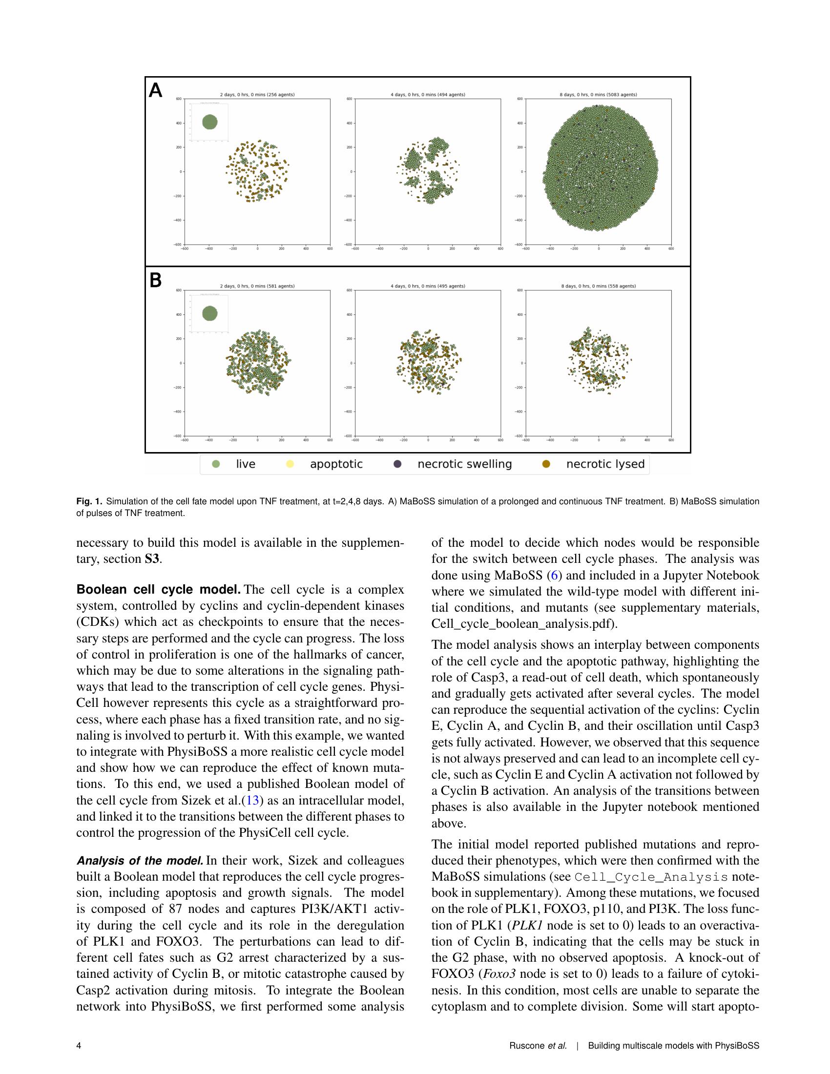 Building multiscale models with PhysiBoSS, an agent-based modeling tool - 智源社区论文