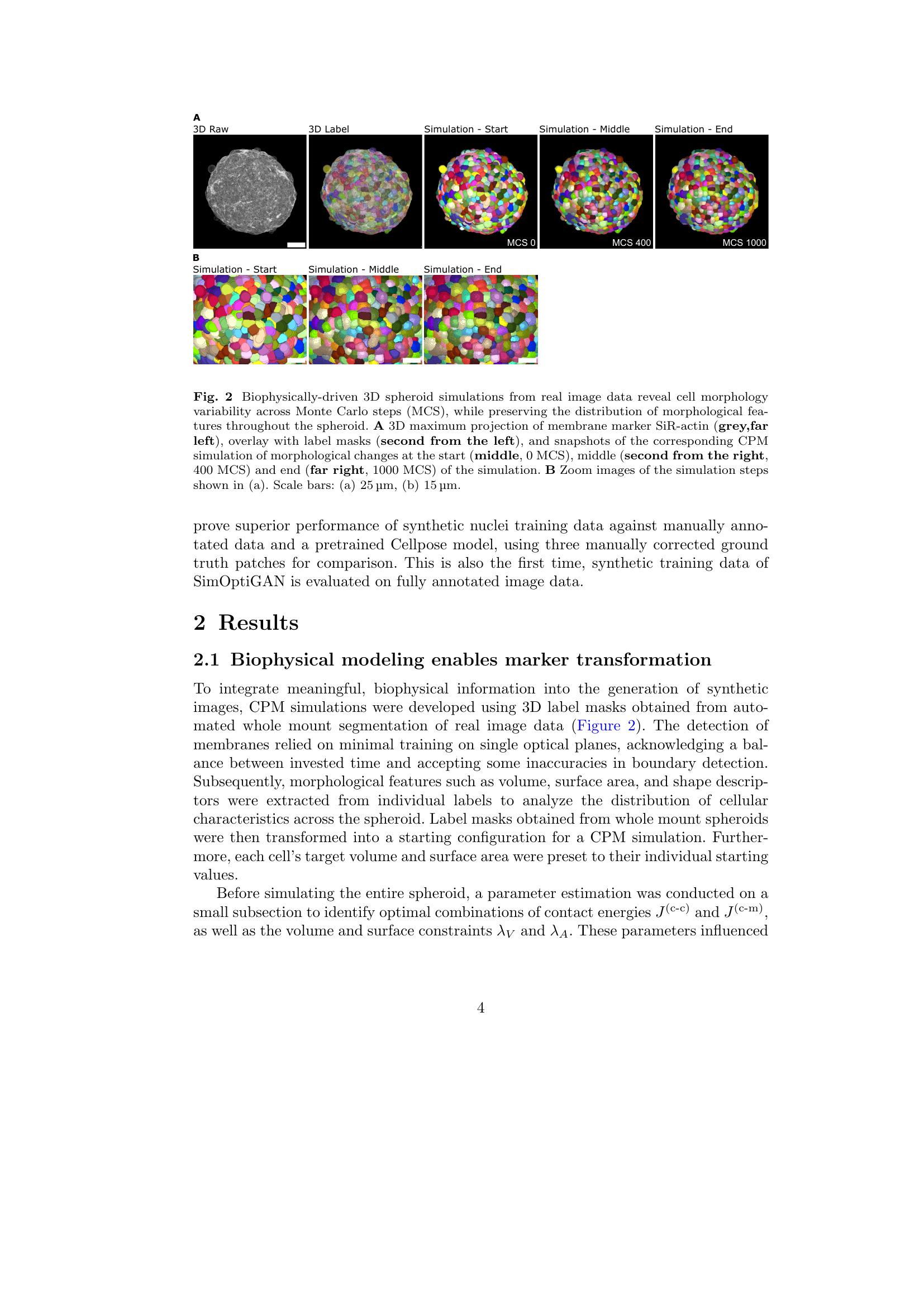 Improving 3D deep learning segmentation with biophysically motivated cell synthesis - 智源社区论文