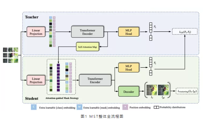 NeurIPS 2021 | MST: 用于Transformer视觉表征的Masked自监督解读 - 智源社区