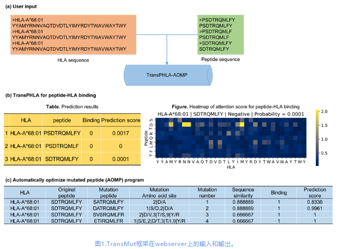 Nat. Mach. Intell. | 基于Transformer的多肽-HLA I类结合预测和疫苗的新生抗原序列设计 - 智源社区