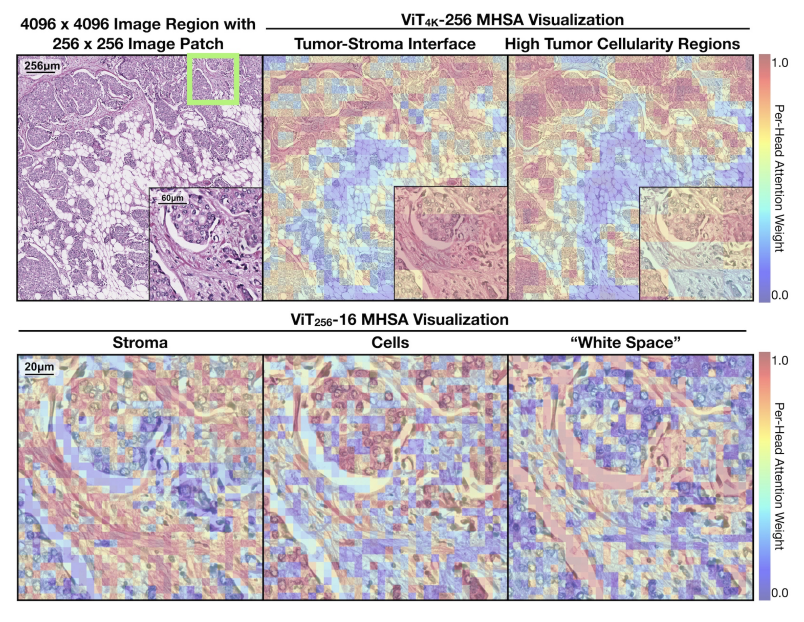 基于分层自监督学习将视觉Transformer扩展到千兆像素图像 - 智源社区