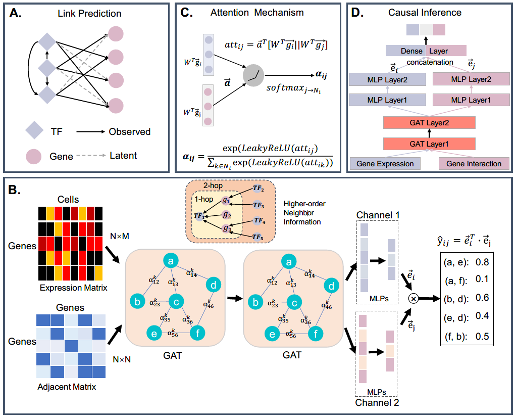 Bioinformatics | 基于单细胞测序数据进行基因调控链路预测的图注意力网络 - 智源社区