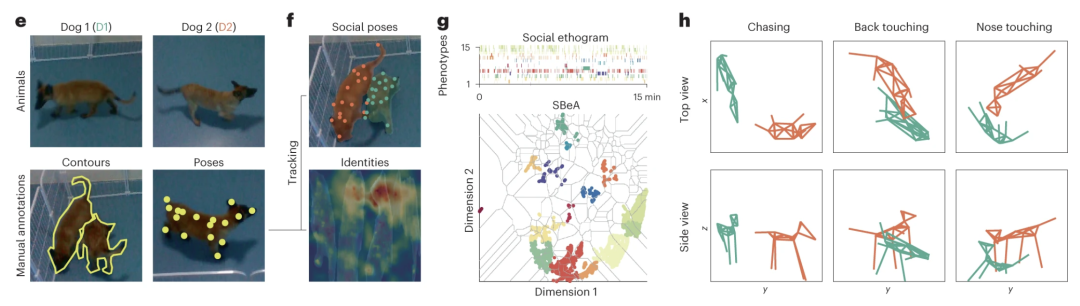 中科院深圳先进院提出 SBeA，基于少样本学习框架进行动物社会行为分析 - 智源社区