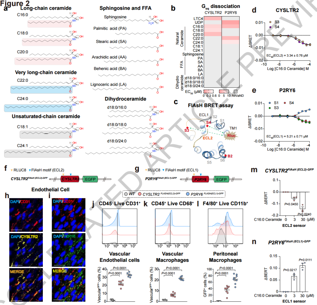 Nature丨发现动脉粥样硬化全新治疗靶点，神经酰胺受体结构首揭 - 智源社区