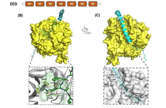 胚胎外胚层发育蛋白EED | 靶点综述 - 智源社区